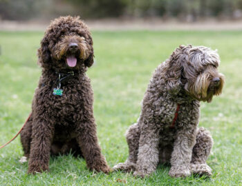 10 Labradoodle Haircuts & Grooming Styles In 2026 (With Pictures ...