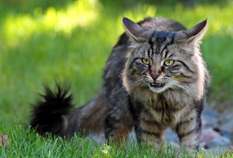 280+ Cat Names That Start With B For Your Beautiful Kitty | Hepper Pet ...