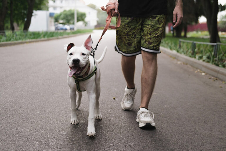 How to Scare Dogs Away While Walking Your Dog: 7 Helpful Tips | Hepper ...