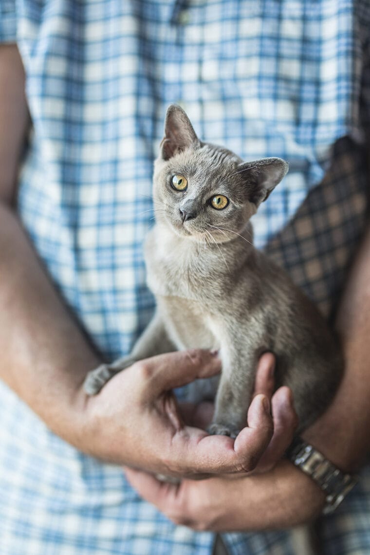 10 Beautiful Burmese Cat Colors: Rarity & Cost (With Pictures) | Hepper ...