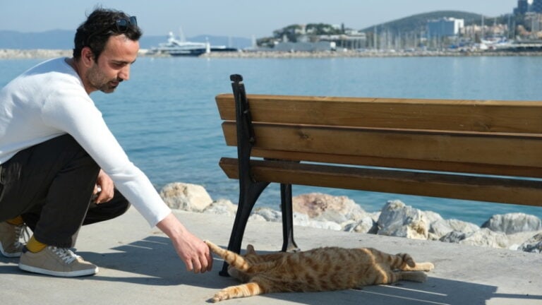 Why Do Stray Cats Like Me? 6 Likely Reasons | Hepper Pet Resources