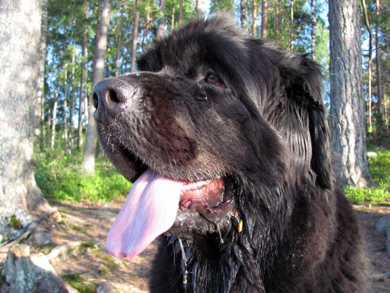 14 Newfoundland Dog Pros & Cons You Need to Know | Hepper Pet Resources