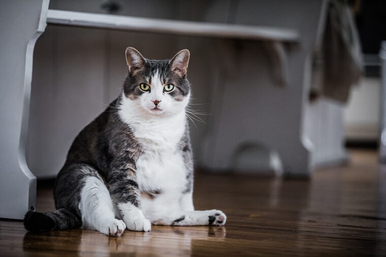 How to Determine a Cat's Body Condition Score: Vet-Reviewed Tips ...