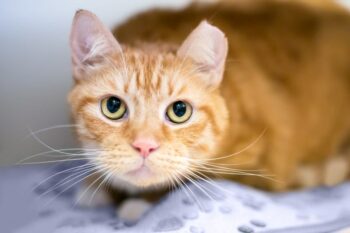 What Is Ear Tipping for Cats? Vet-Reviewed Facts & Benefits | Hepper ...