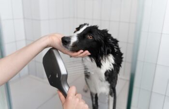 How Much Do Border Collies Shed? Breed Grooming Tips, Nutrition & Tools | Hepper Pet Resources