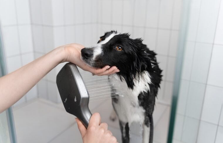 How Much Do Border Collies Shed? Breed Grooming Tips, Nutrition & Tools ...