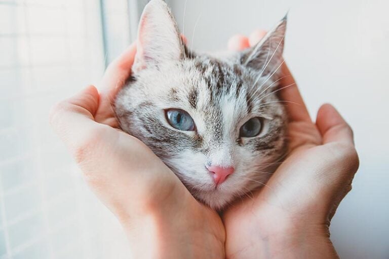 115 Small Cat Names for the Littlest Kitty Breeds | Hepper Pet Resources