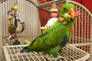 How to Tame a Parrot: 7 Effective Vet-Approved Steps | Hepper Pet Resources