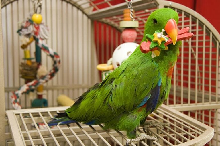 8 Awesome Green Pet Bird & Parrot Species (With Info & Pictures ...