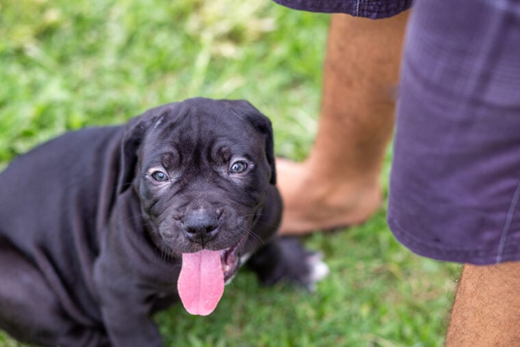 Black Pitbull: Pictures, Facts, History & Origin | Hepper Pet Resources