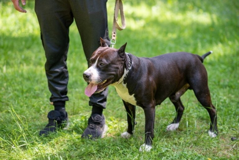 Where Are Pitbulls Banned in The US? Ownership Restrictions & FAQ ...