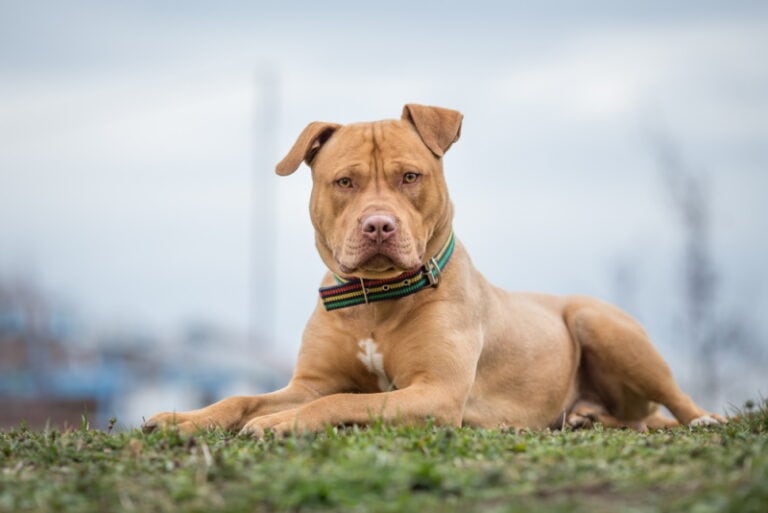 Where Are Pitbulls Banned in The US? Ownership Restrictions & FAQ ...