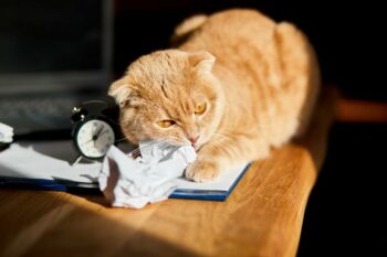 Can Cats Eat Paper? 5 Vet-Reviewed Reasons & Solutions | Hepper Pet ...