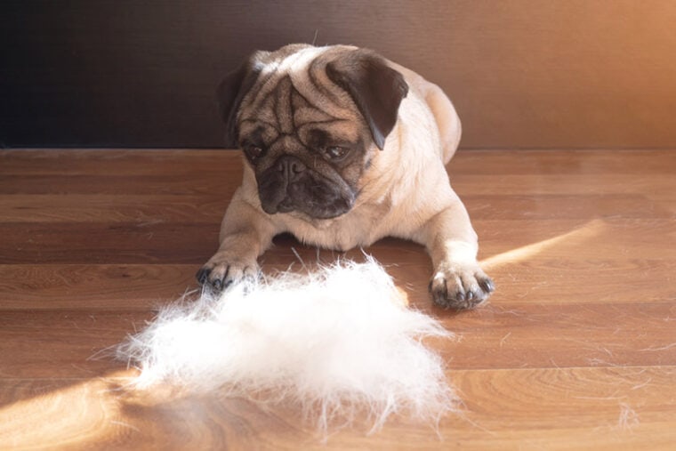 10 Pug Pros And Cons: What To Know Before You Get One | Hepper Pet ...