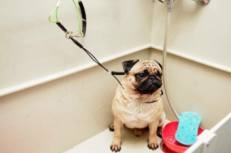 Why Do Dogs Hate Baths? 5 Possible Reasons & Helpful Tips | Hepper Pet ...
