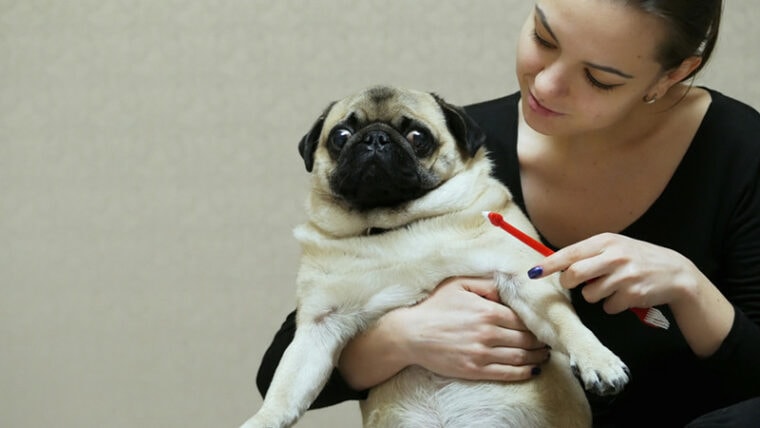 How to Care for a Pugs Teeth: 8 Vet Approved Tips | Hepper Pet Resources