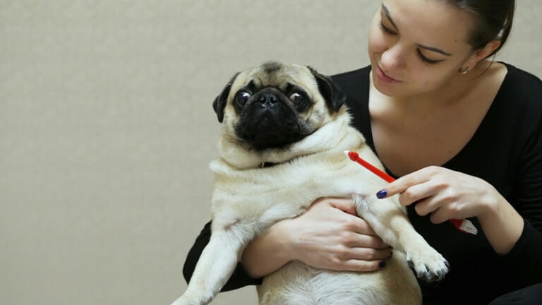 How to Care for a Pugs Teeth: 8 Vet Approved Tips | Hepper Pet Resources