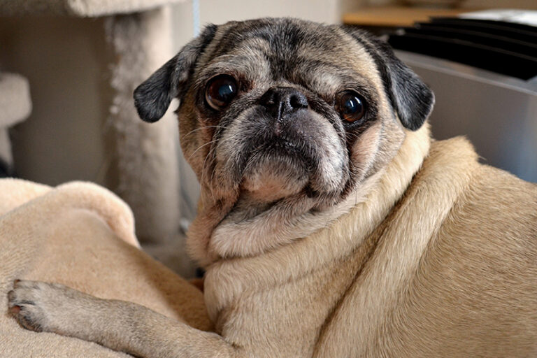 10 Pug Pros And Cons: What To Know Before You Get One | Hepper Pet ...