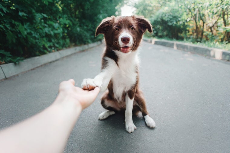 Why are Dogs so Loyal to Humans? Vet-Verified Advice | Hepper Pet Resources