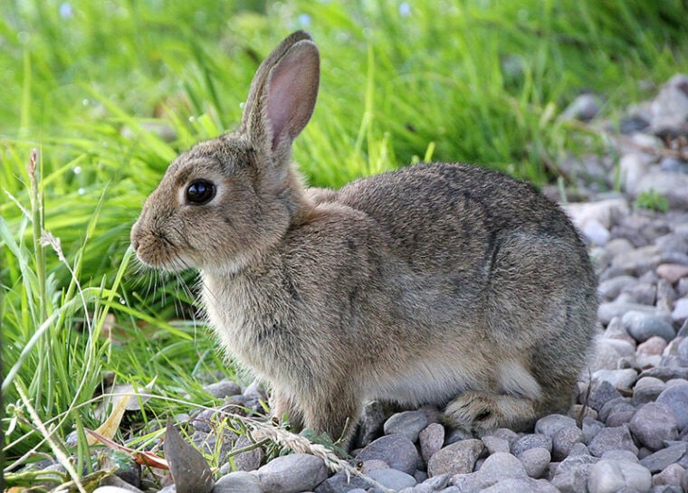 Why Do Rabbits Thump? Causes, Facts & FAQ | Hepper Pet Resources