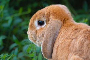 16 Fascinating Pet Rabbit Statistics (2025 Update) | Hepper Pet Resources