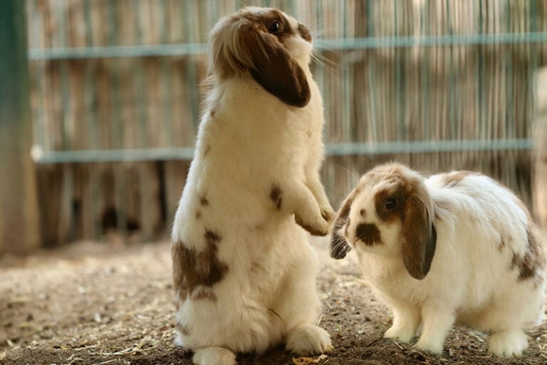 How to Take Care of a Rabbit: 15 Expert Tips & Tricks | Hepper Pet ...