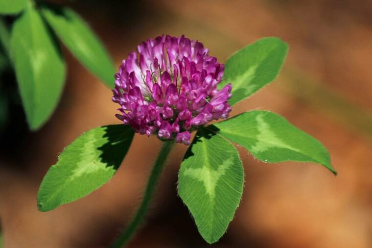 Can Dogs Eat Clover? Vet Approved Facts & FAQ | Hepper Pet Resources