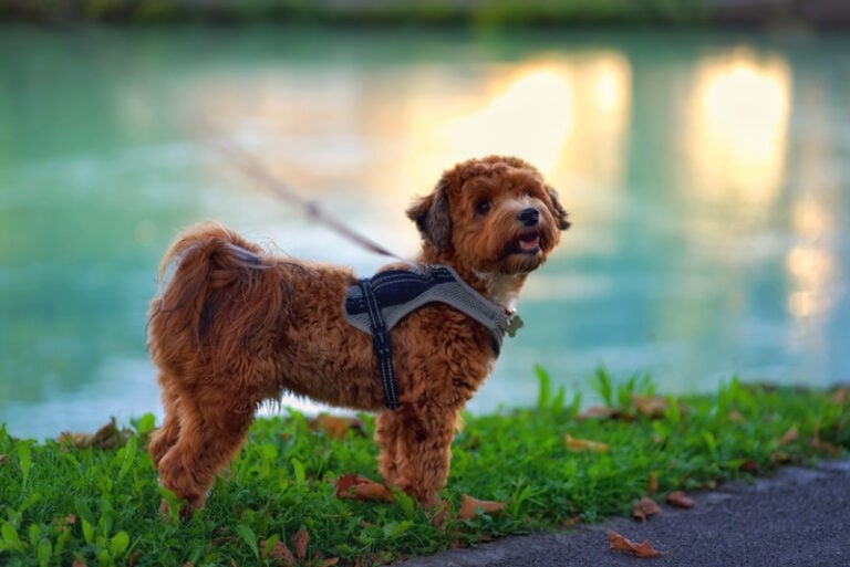 27 Different Havanese Colors (With Pictures) | Hepper Pet Resources