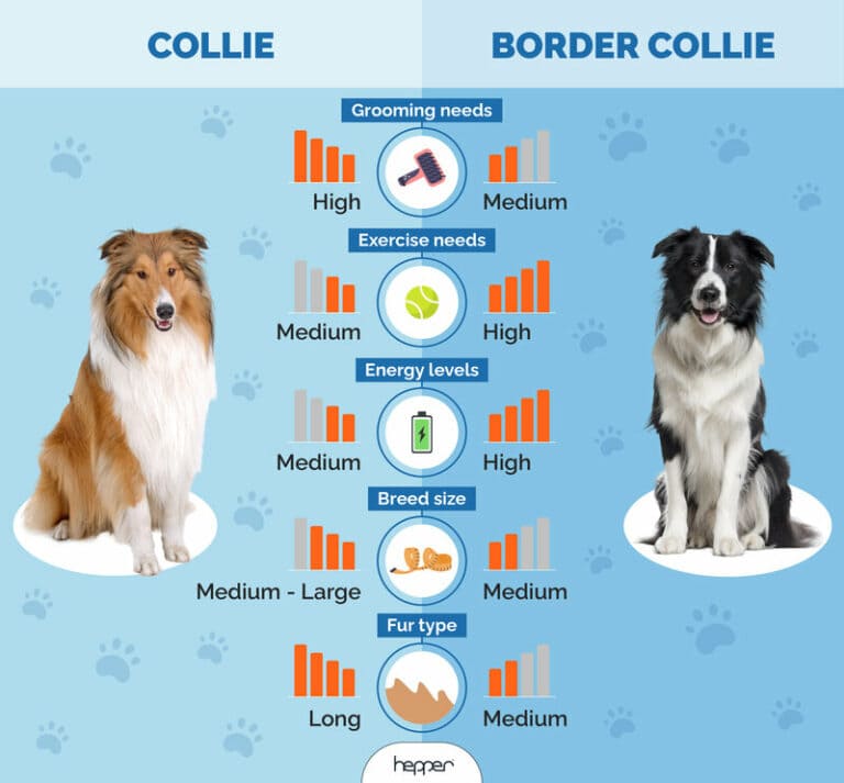 Collie vs Border Collie: Notable Differences (With Pictures) | Hepper ...
