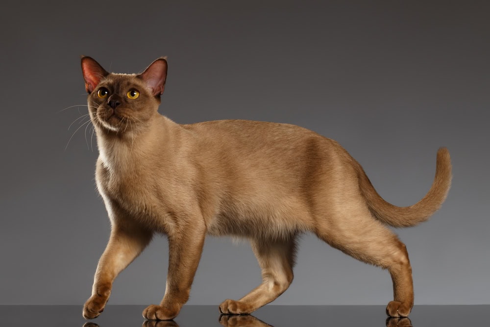 Sable Burmese Cat: Facts, Origin & History (With Pictures) | Hepper Pet ...