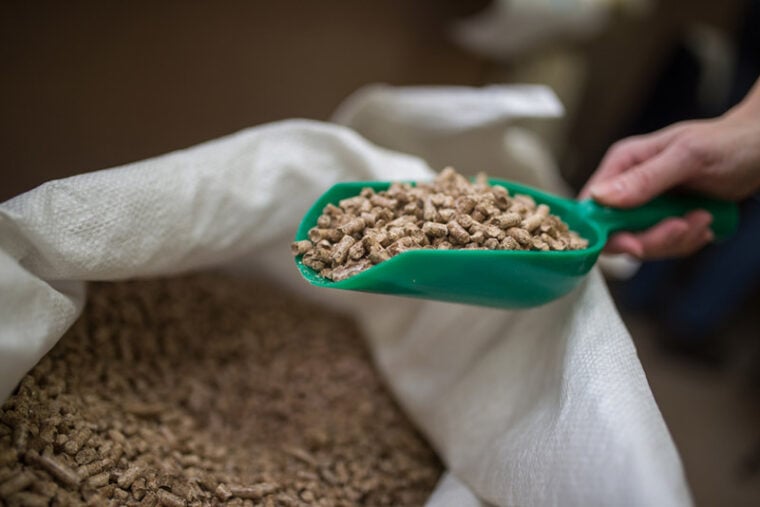 What Is Cat Litter Made Of? Vet-Reviewed Interesting Facts | Hepper Pet ...