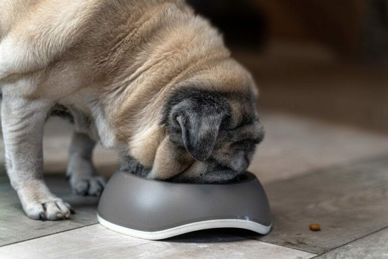 What Can Pugs Eat? 4 Vet Approved Options & What to Avoid | Hepper Pet ...