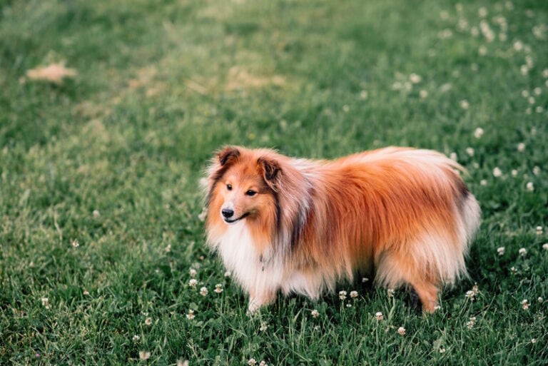 Shetland Sheepdog Breed Info: Pictures, Personality & Facts | Hepper ...