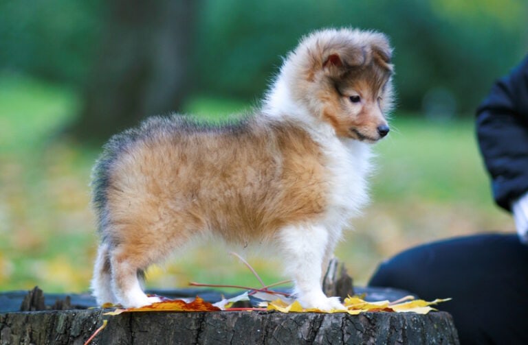 8 Amazing Shetland Sheepdog Sheltie Haircuts (With Pictures) | Hepper ...