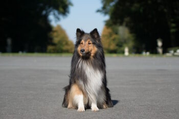 8 Amazing Shetland Sheepdog Sheltie Haircuts (With Pictures) | Hepper ...
