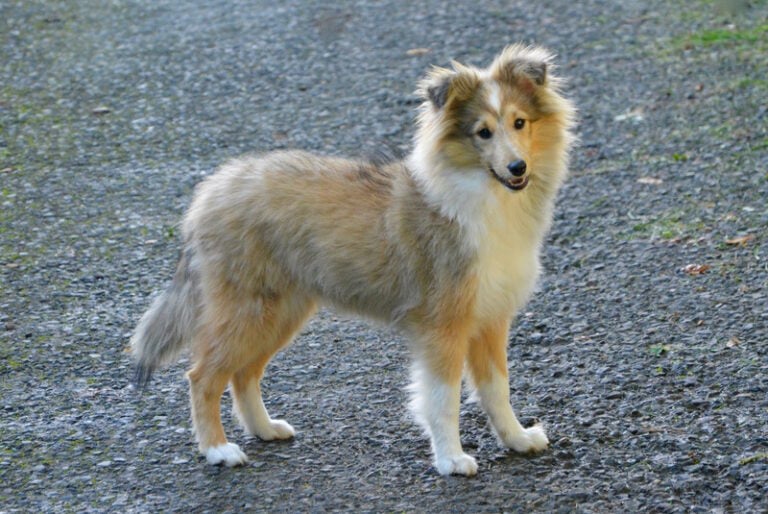 15 Sheltie Pros and Cons You Need to Know | Hepper Pet Resources