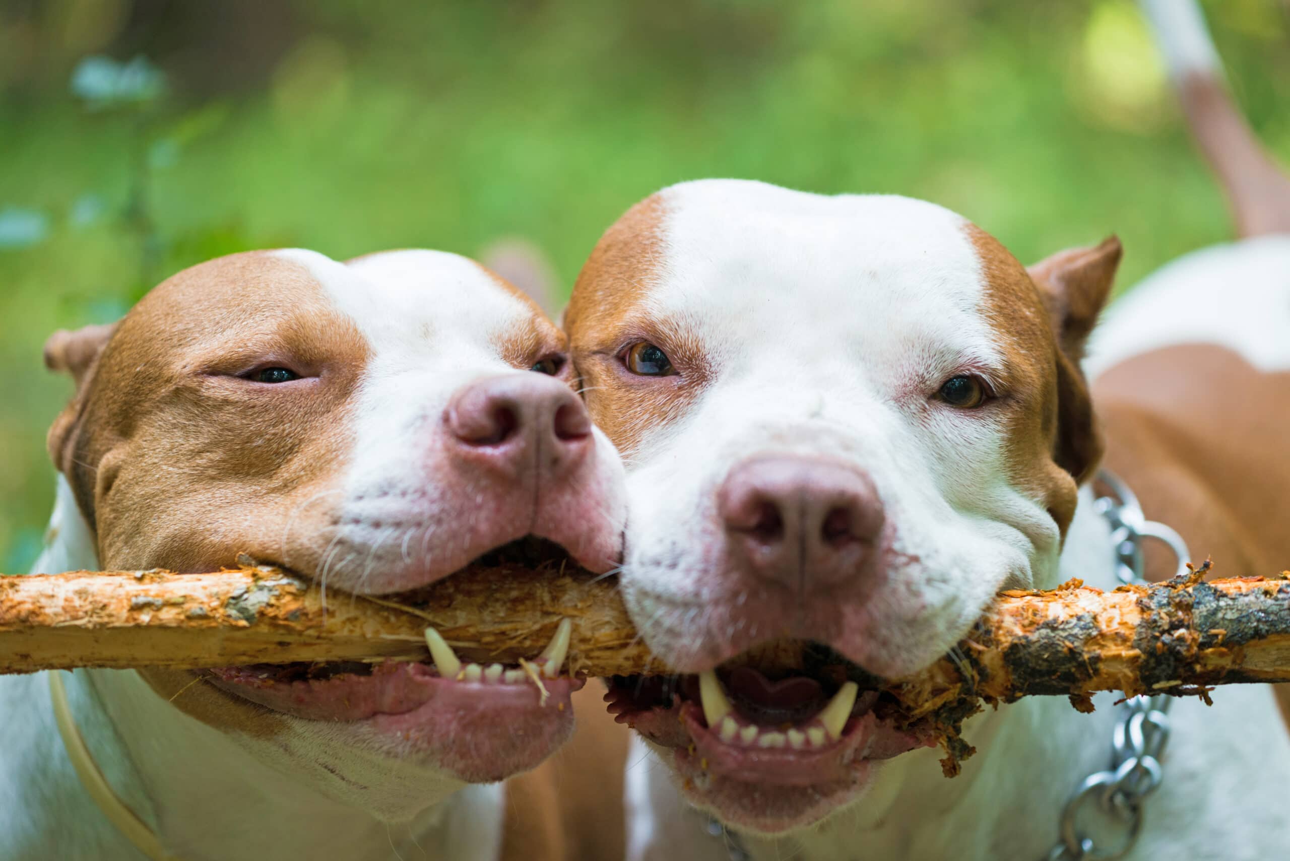 Do Pit Bulls Lock Their Jaws When They Bite? Fact vs Fiction | Hepper ...