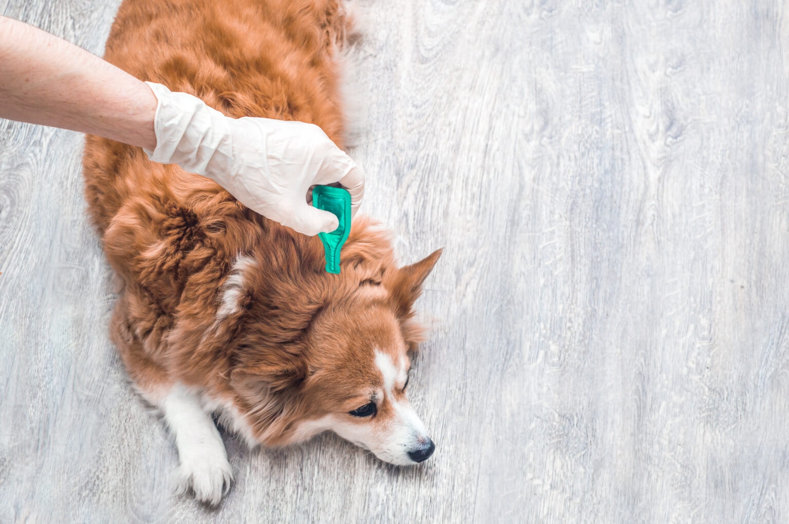 10 Best Flea Treatments for Dogs – 2026 Reviews & Top Picks | Hepper ...