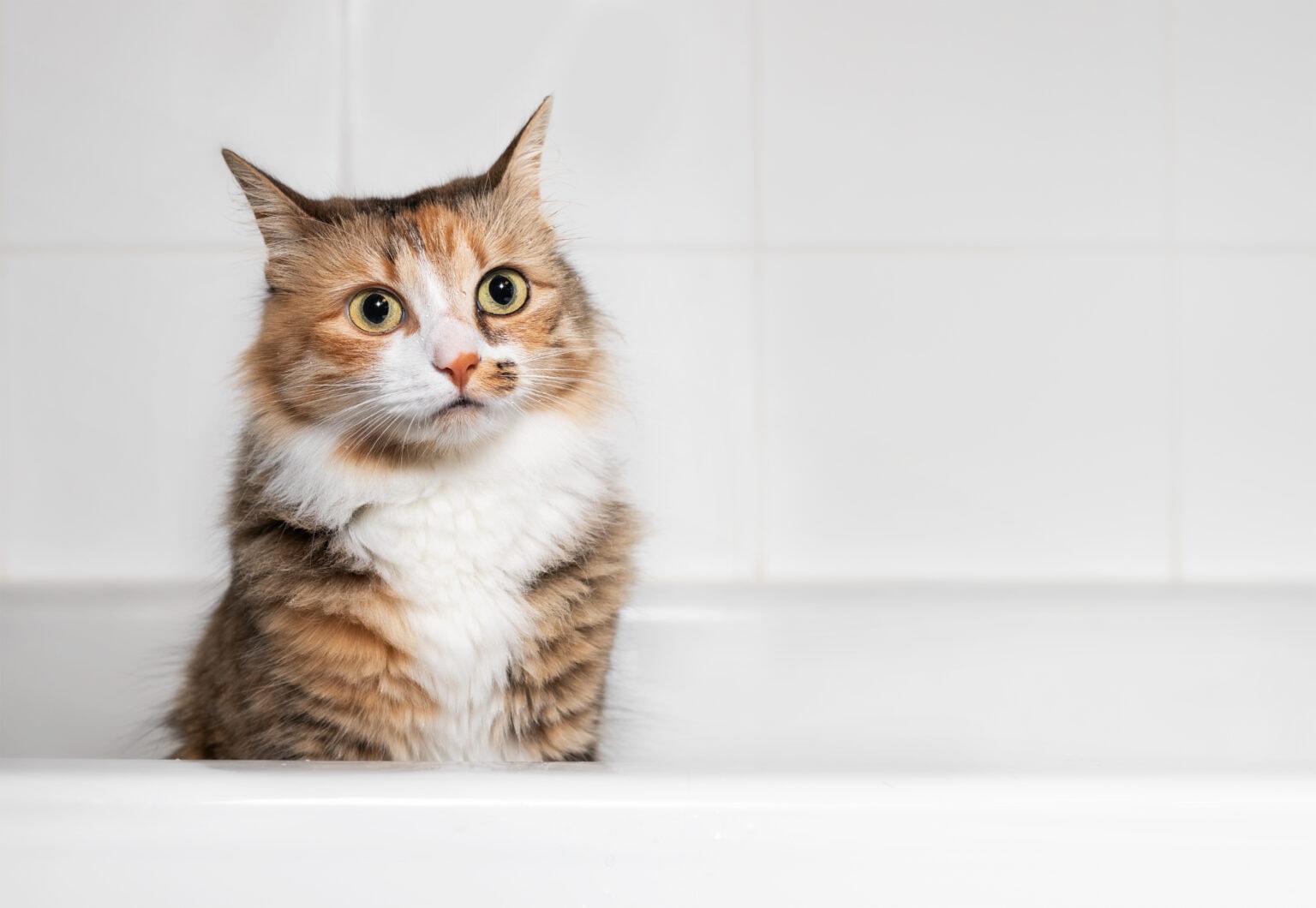 24 Surprising Vet-Reviewed Facts About Cat Fur | Hepper Pet Resources
