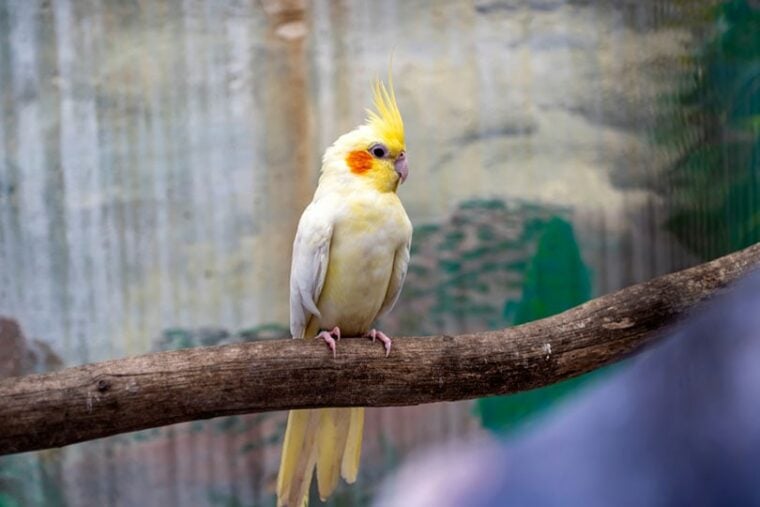 Cockatiel Body Language: 15 Crucial Cues to Look For | Hepper Pet Resources