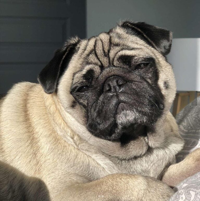 15 Common Pug Colors and Patterns (With Pictures) | Hepper Pet Resources