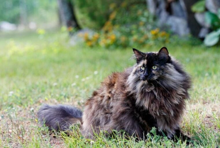 10 Long-Haired Tortoiseshell Cat Breeds (with Info & Pictures) | Hepper Pet Resources