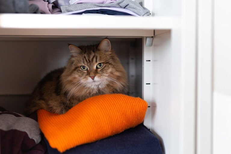 Can Cats Sense Earthquakes Before They Happen? What Science Says ...