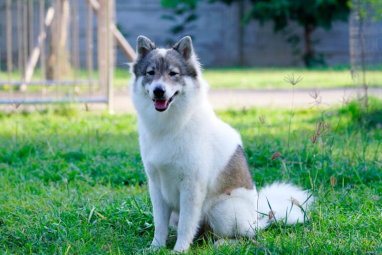 13 Dog Breeds Similar to Huskies (With Info & Pictures) | Hepper Pet ...