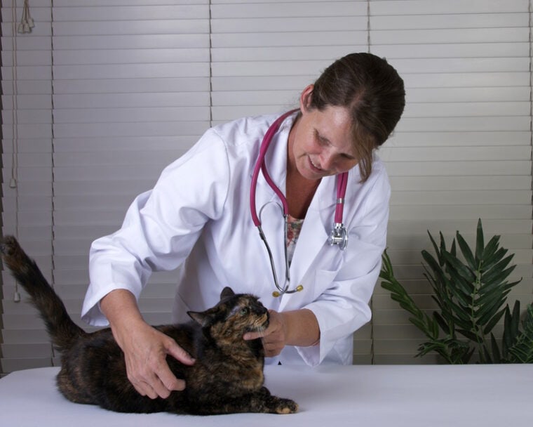What Heart Rate Is Normal for a Cat? Vet-Reviewed Advice | Hepper Pet ...