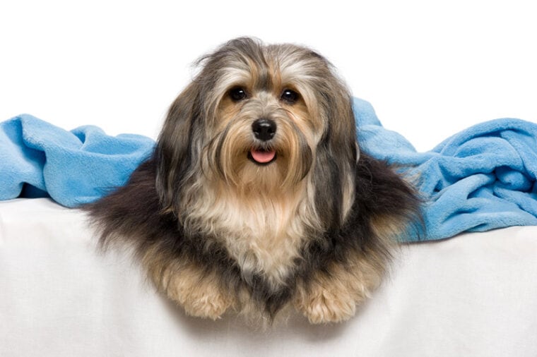 27 Different Havanese Colors (With Pictures) | Hepper Pet Resources