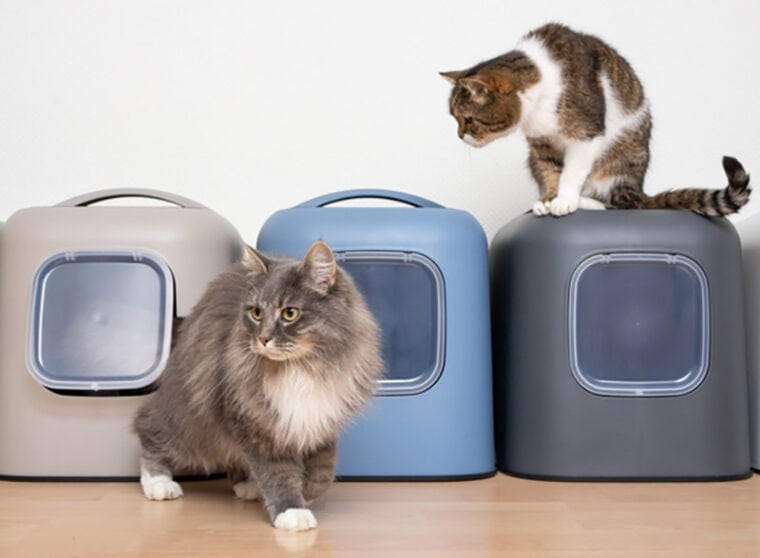 Will Cats Share a Litter Box? Vet Reviewed Facts & FAQ | Hepper Pet ...