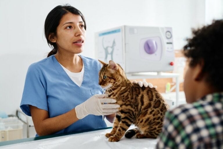 What Heart Rate Is Normal for a Cat? Vet-Reviewed Advice | Hepper Pet ...