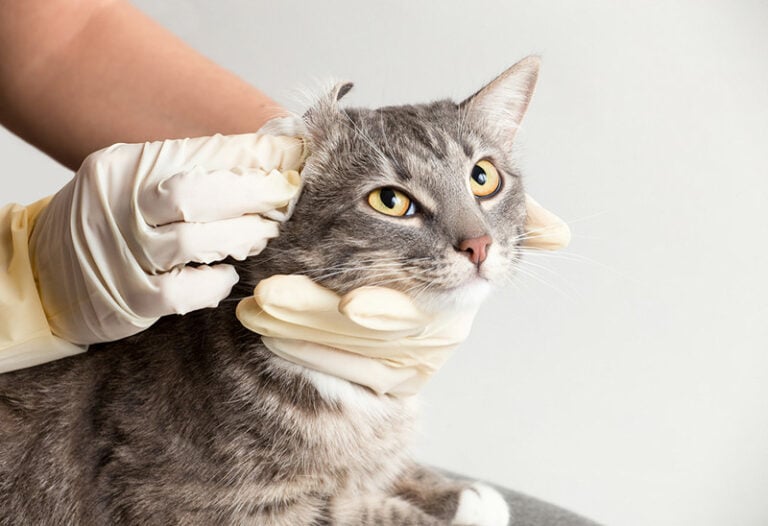 How to Clean Your Cat's Ears: Vet-Reviewed Step-by-Step Guide | Hepper ...