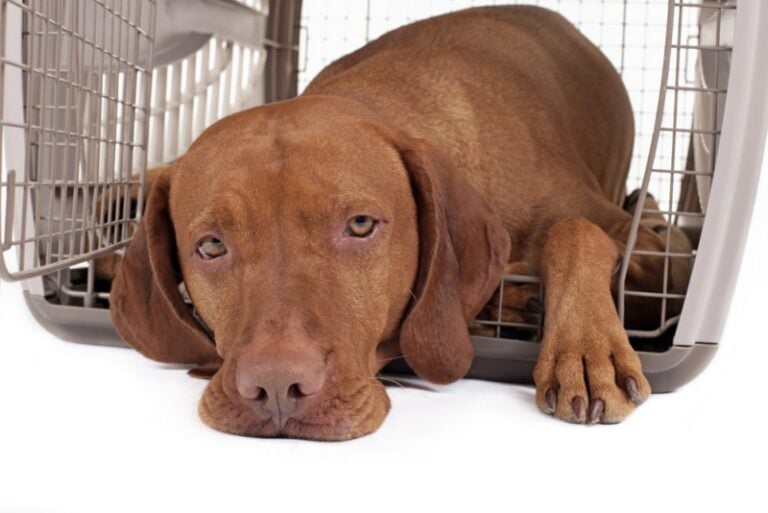 How Long Do Vizslas Live? Average Lifespan, Data & Care Guide | Hepper ...